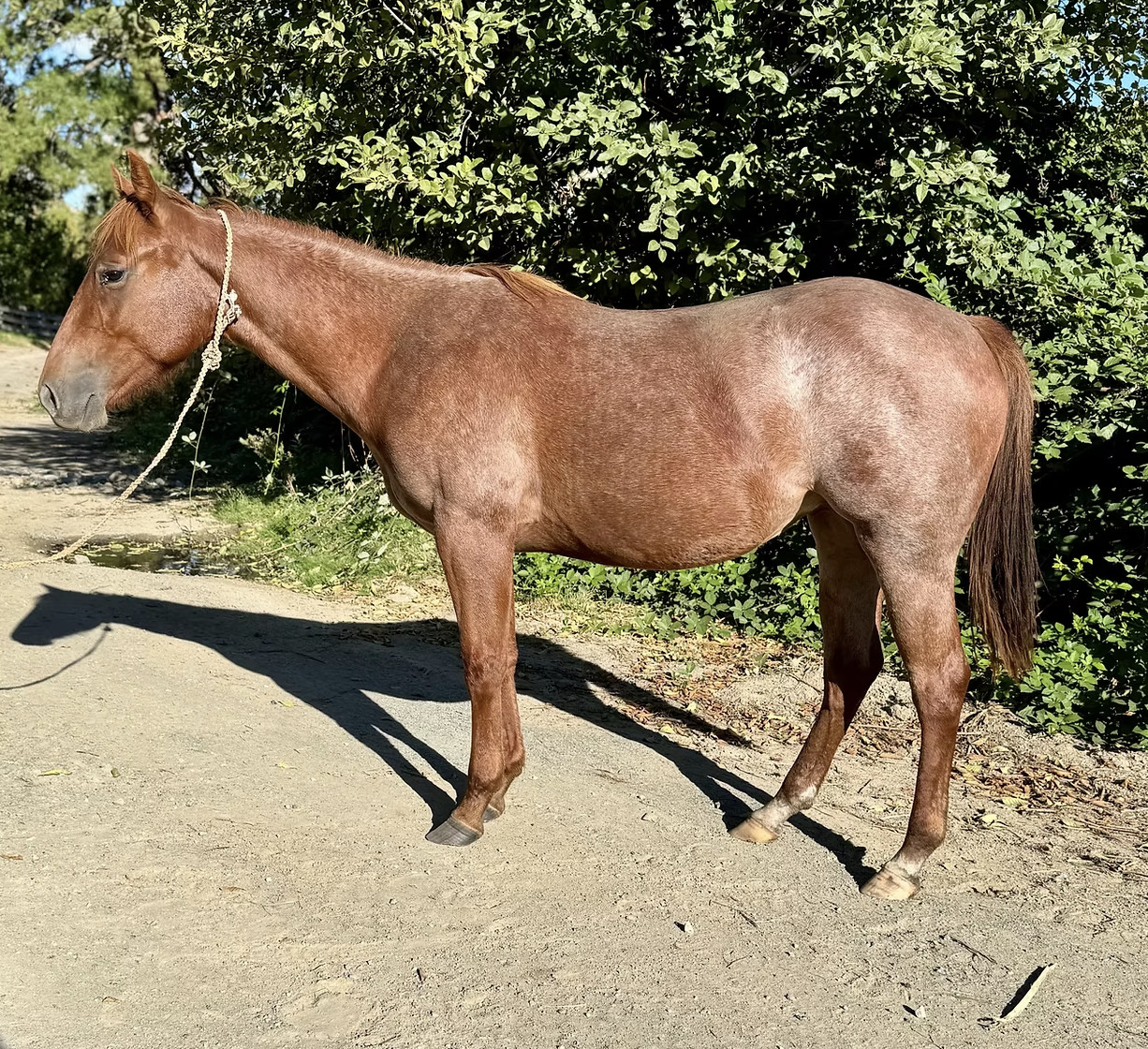 2024 Red Roan Filly "Mouse"