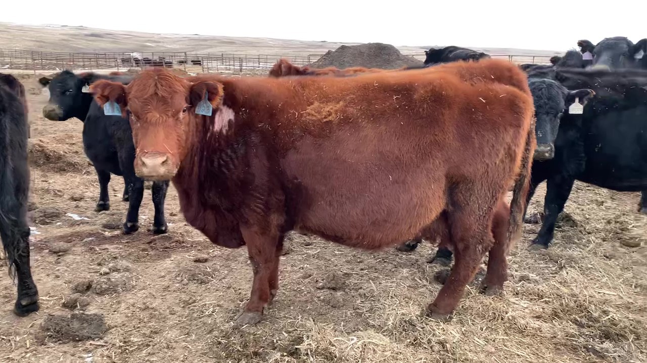 89 - Black And Red Angus Bred Cows - North Dakota