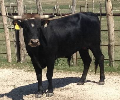 1 - Corriente Bull #400 - Texas