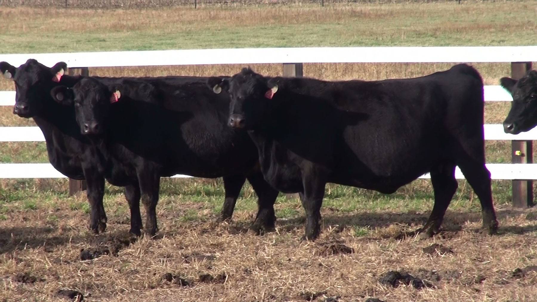 10 - Purebred Angus Cows for Sale