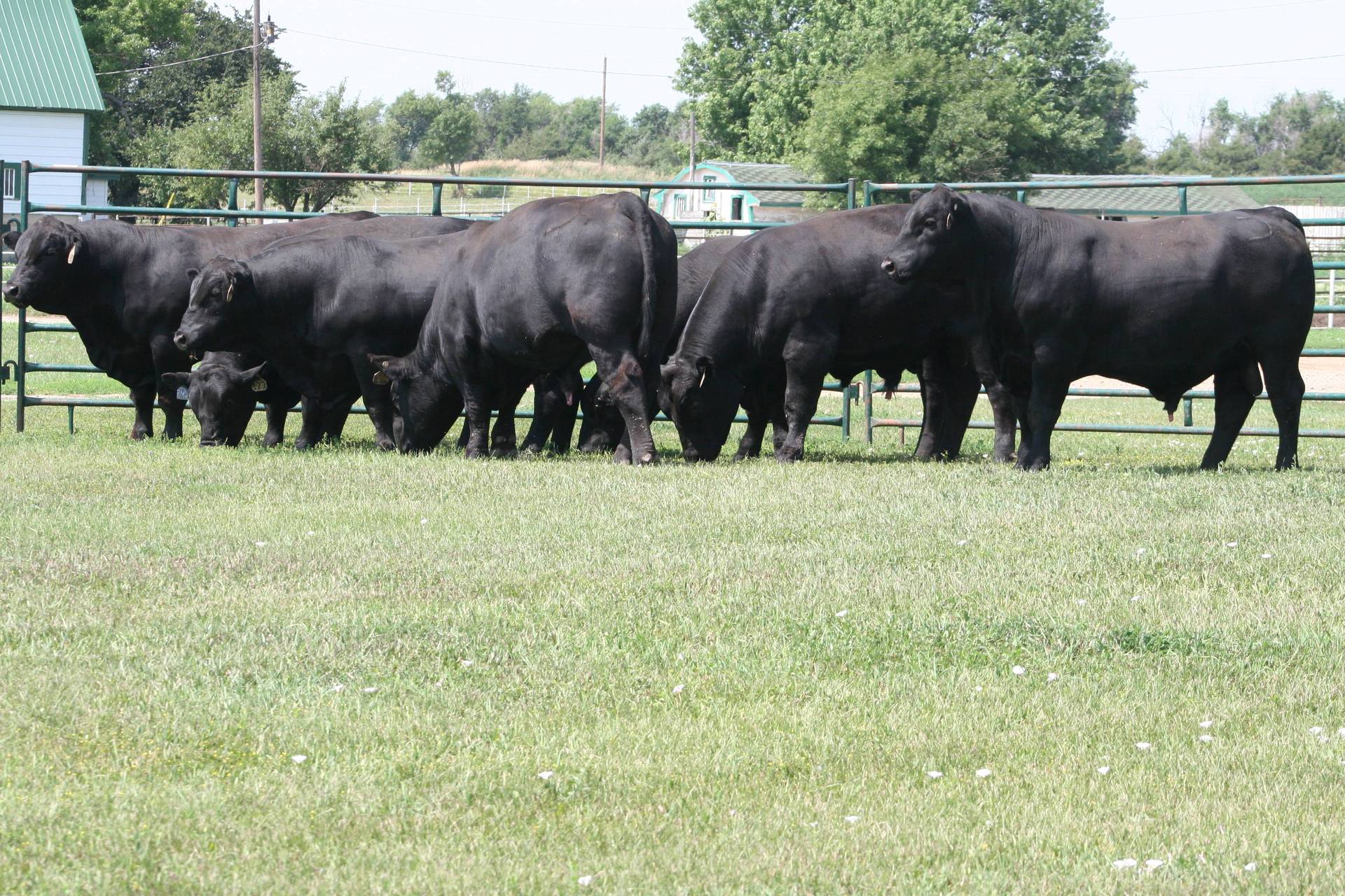 Wanted - Ranch Hand - South Dakota