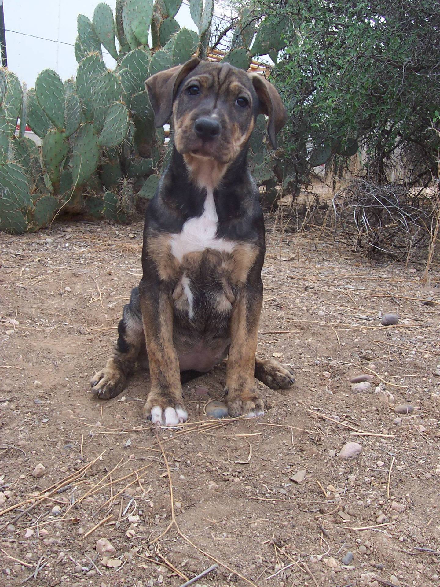 Catahoula Cross Pup - Female 1