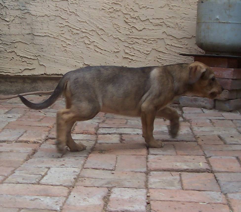 Catahoula Cross Pup - Female 3