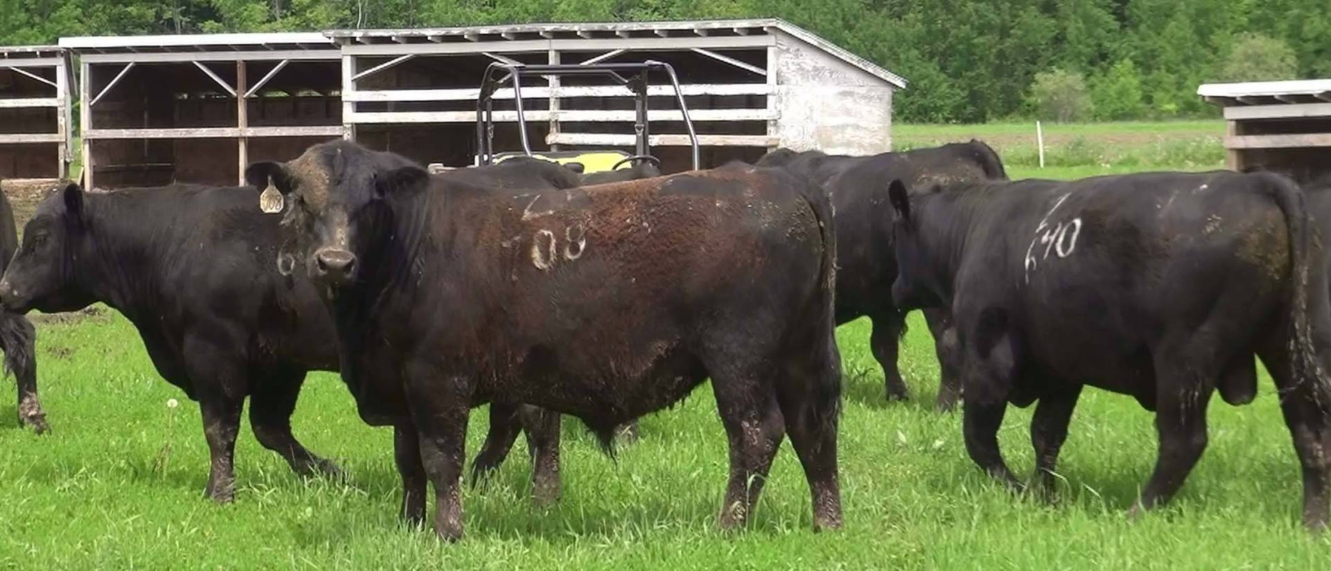 12 - Purebred Angus Bulls for Sale