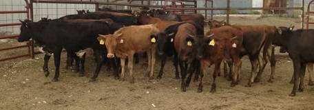 20 - Fresh Corriente Roping Steers - Texas