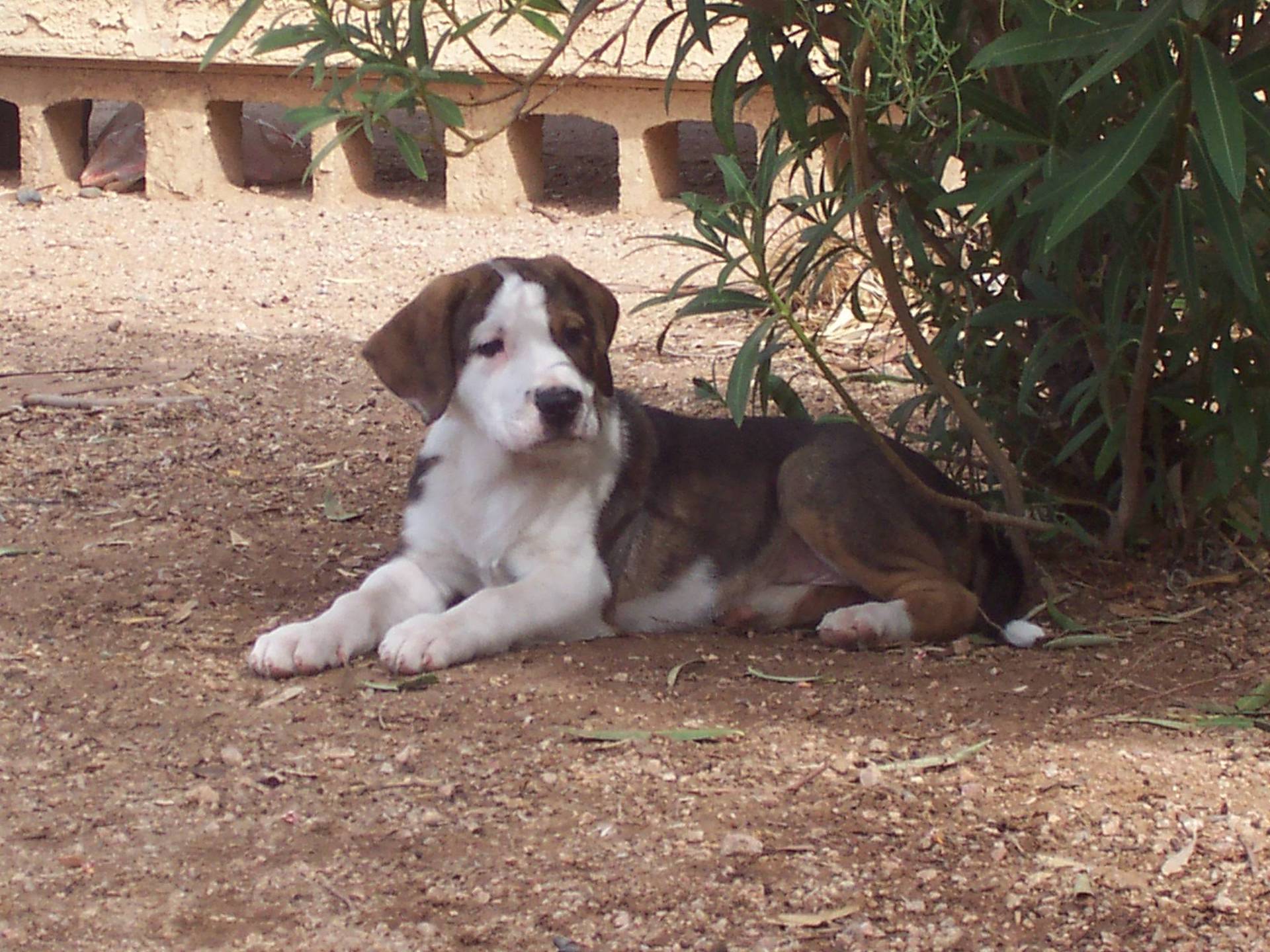 Catahoula Cross Pup - Male 3