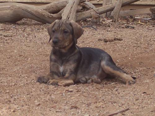 Catahoula Cross Pup - Male 1