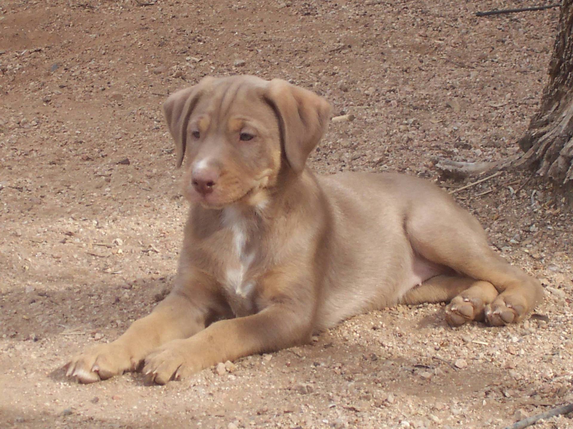Catahoula Cross Pup - Female 2