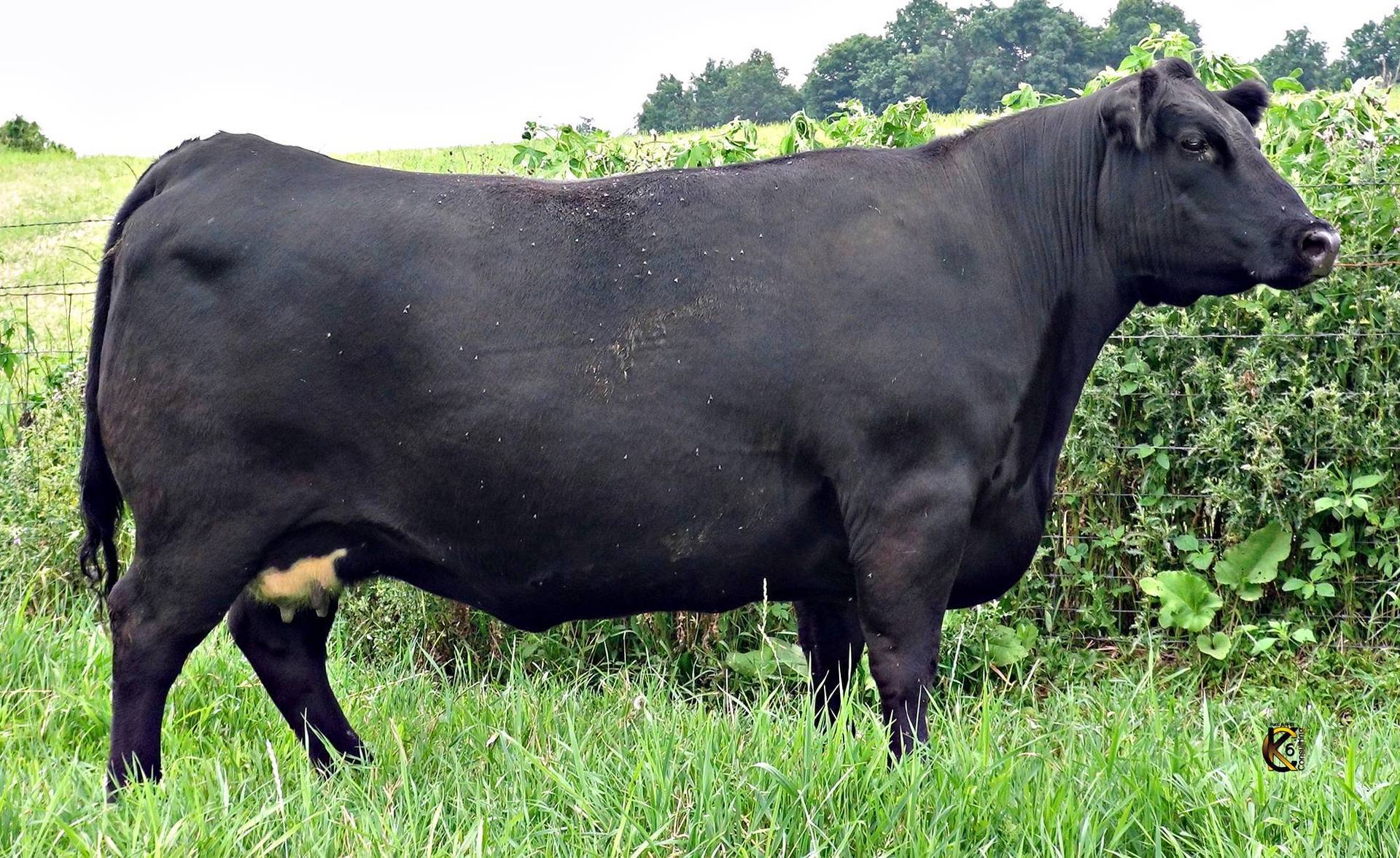 70 - Purebred Angus Cows