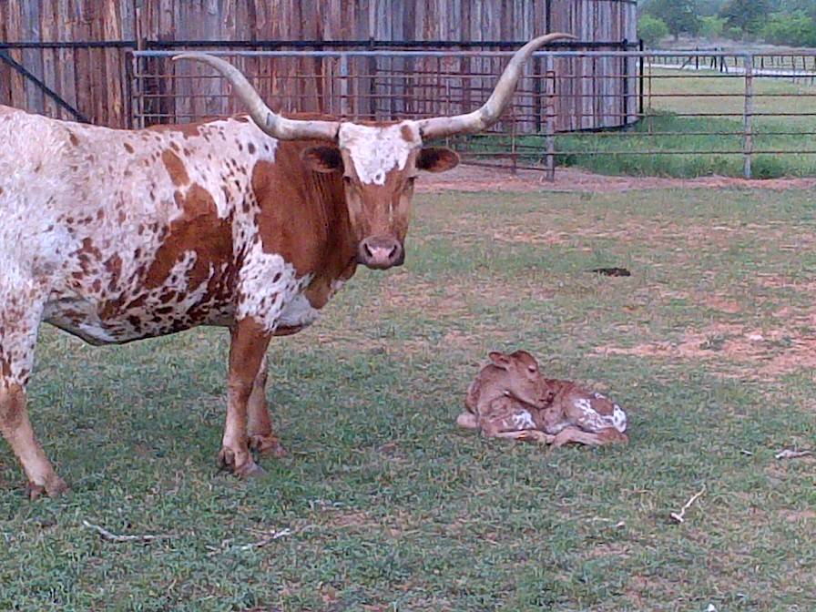 Wanted - Ranch Help - North Texas