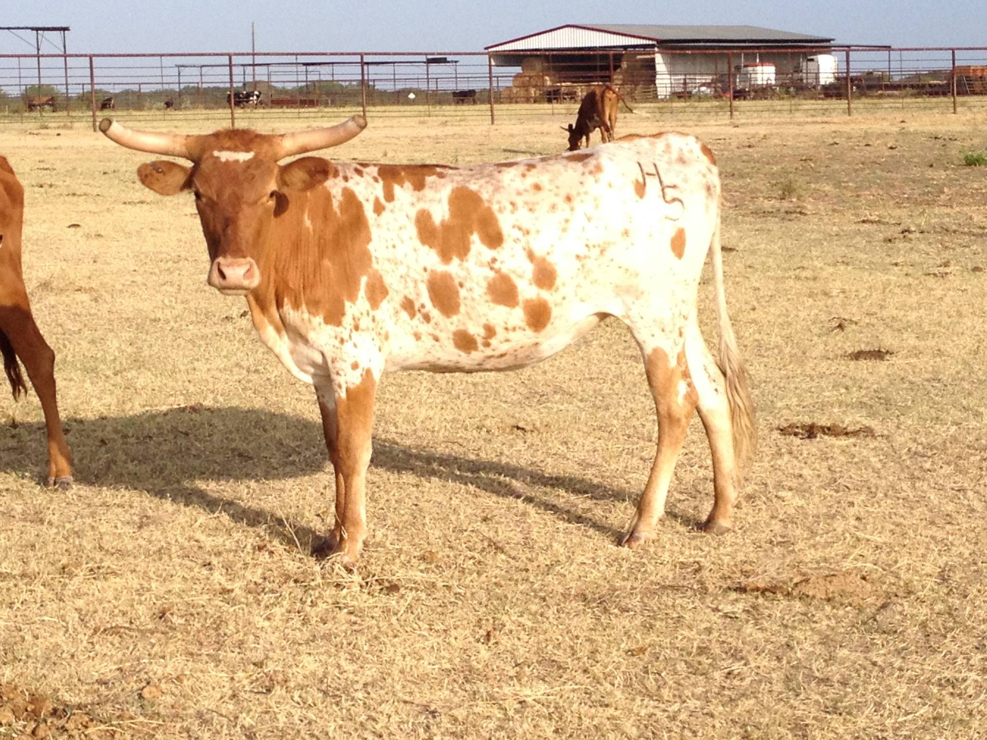 25 - LH/Corriente Cross Heifers for Sale - Texas