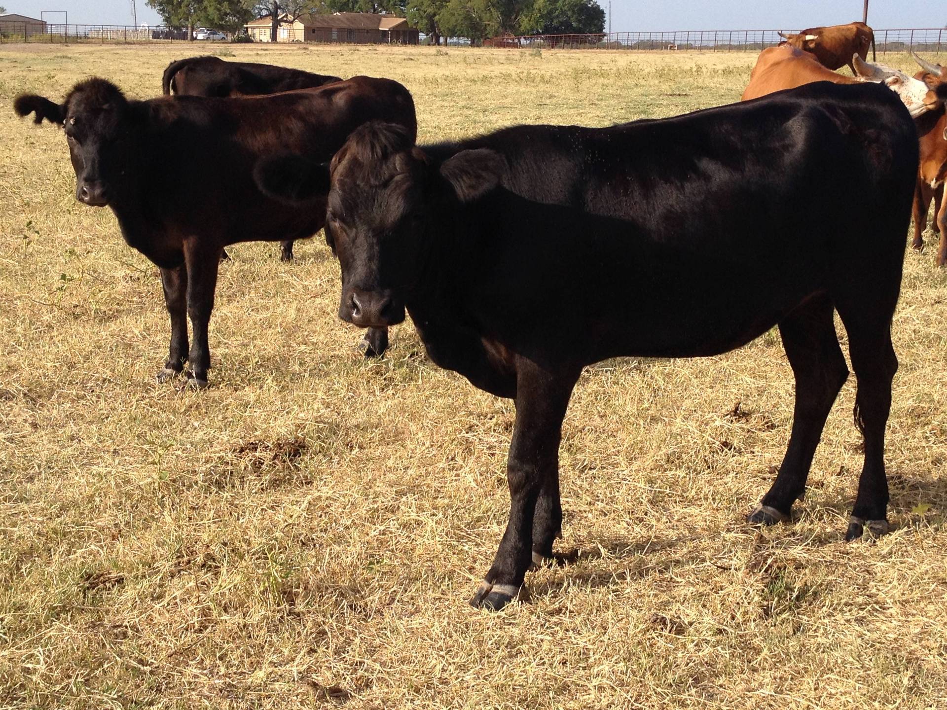 Corriente Cross Cattle