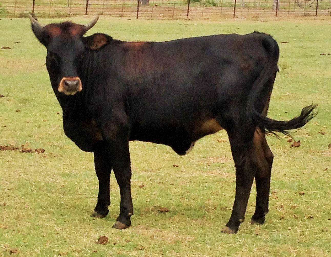 20 - Corriente Crossbred Heifers - Texas