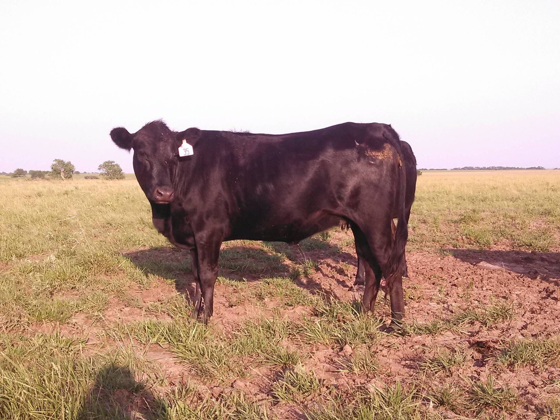 110 - Corriente Angus Cross bred Heifers - Kansas