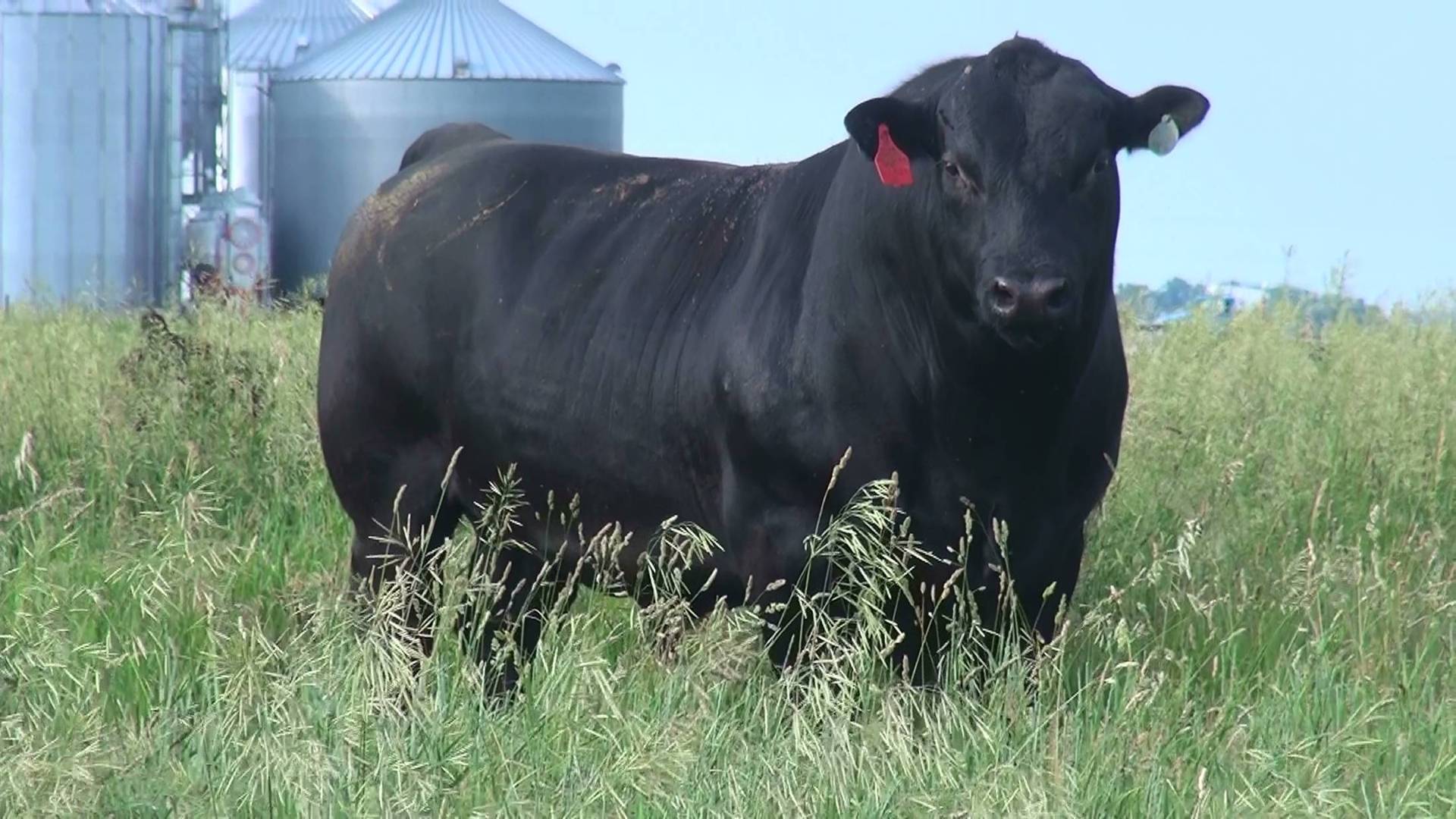 25 - Purebred Angus Bulls