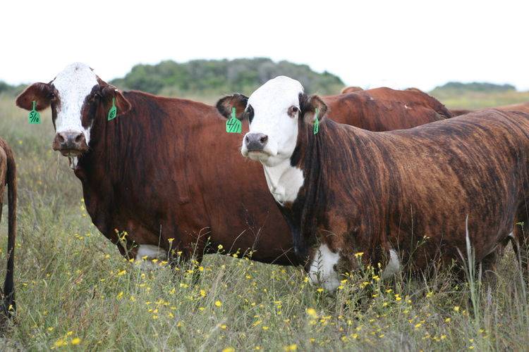 Braford Cattle