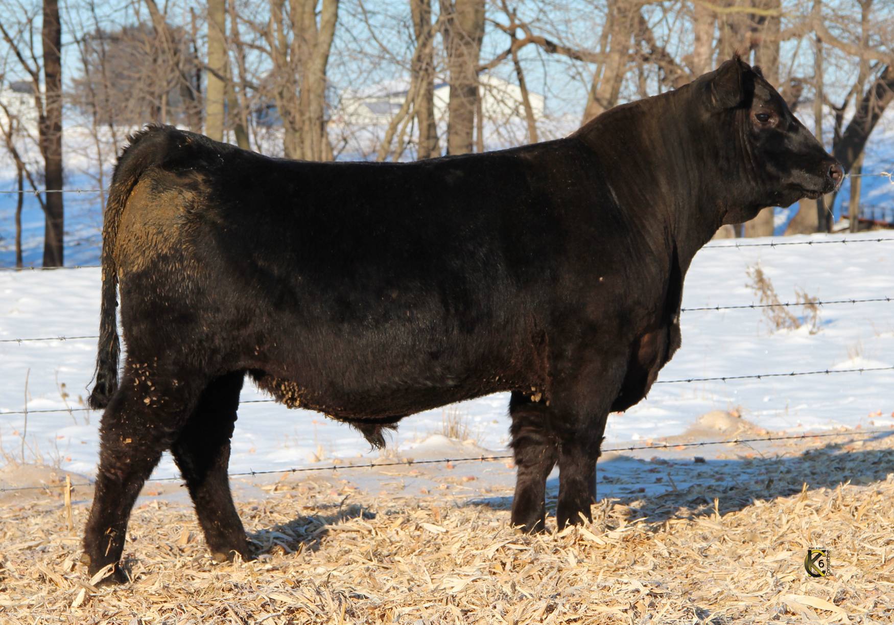 60 - Pine View Angus Bulls