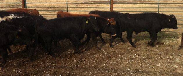 30 - READY TO ROPE CORRIENTE STEERS - Texas