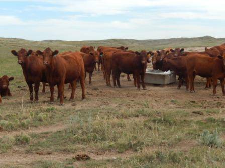 90 - Bred Red Angus Heifers - Colorado