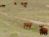 90 - Bred Red Angus Heifers - Colorado