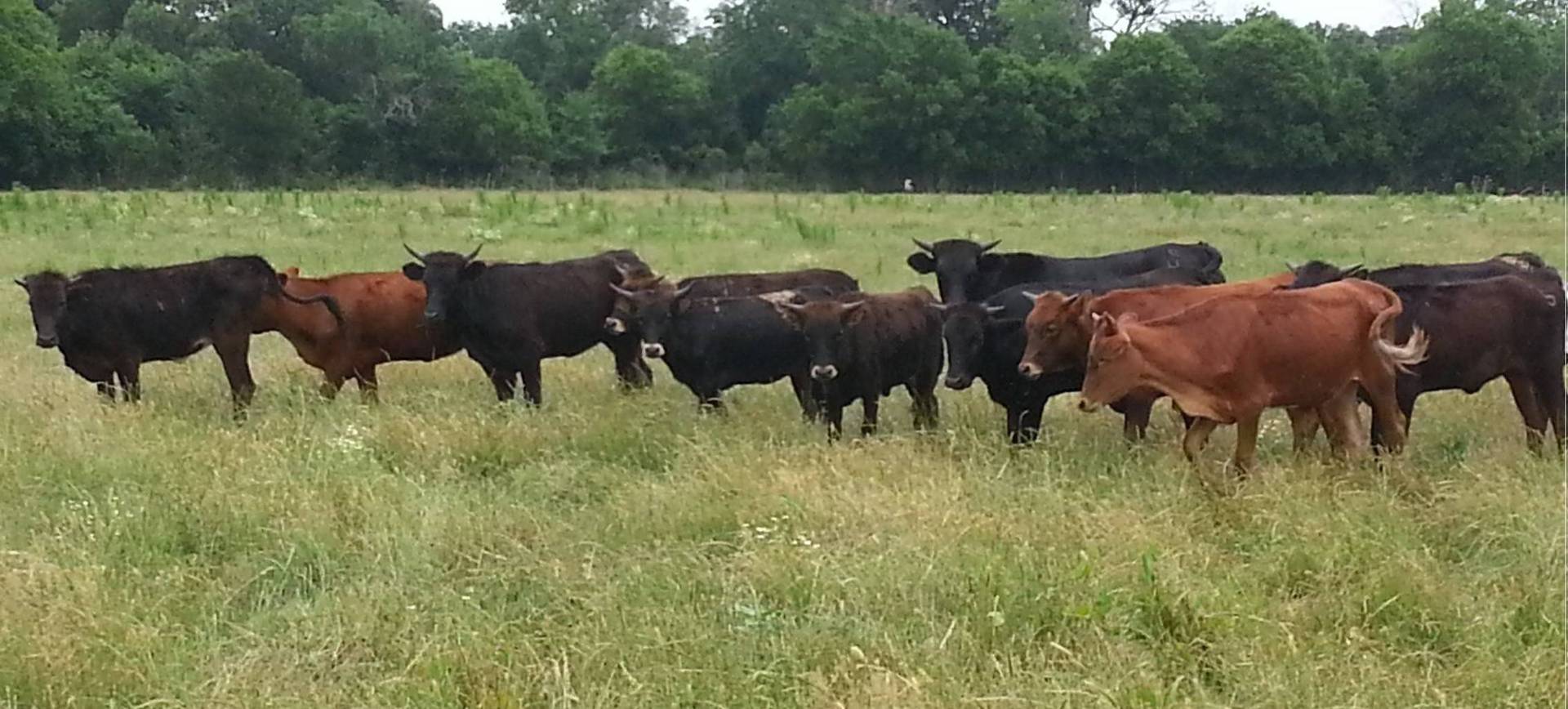 100 - Fresh Corriente Roping Heifers - Texas
