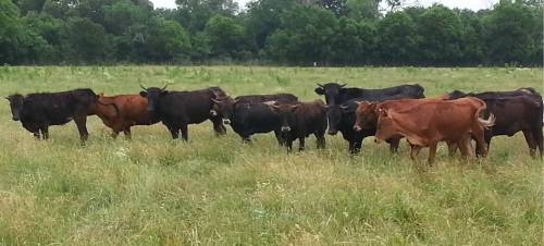 100 - Fresh Corriente Roping Heifers - Texas