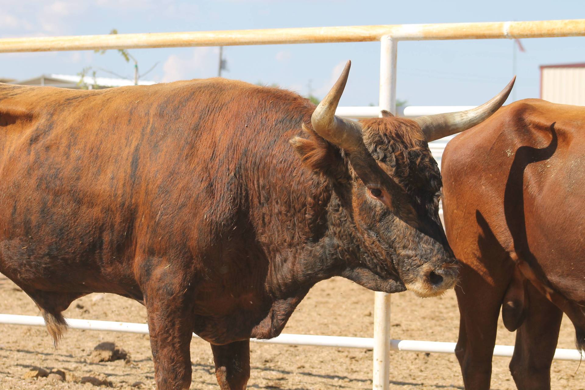 6 - Ranch Raised Purebred Corriente Bulls - Arizona