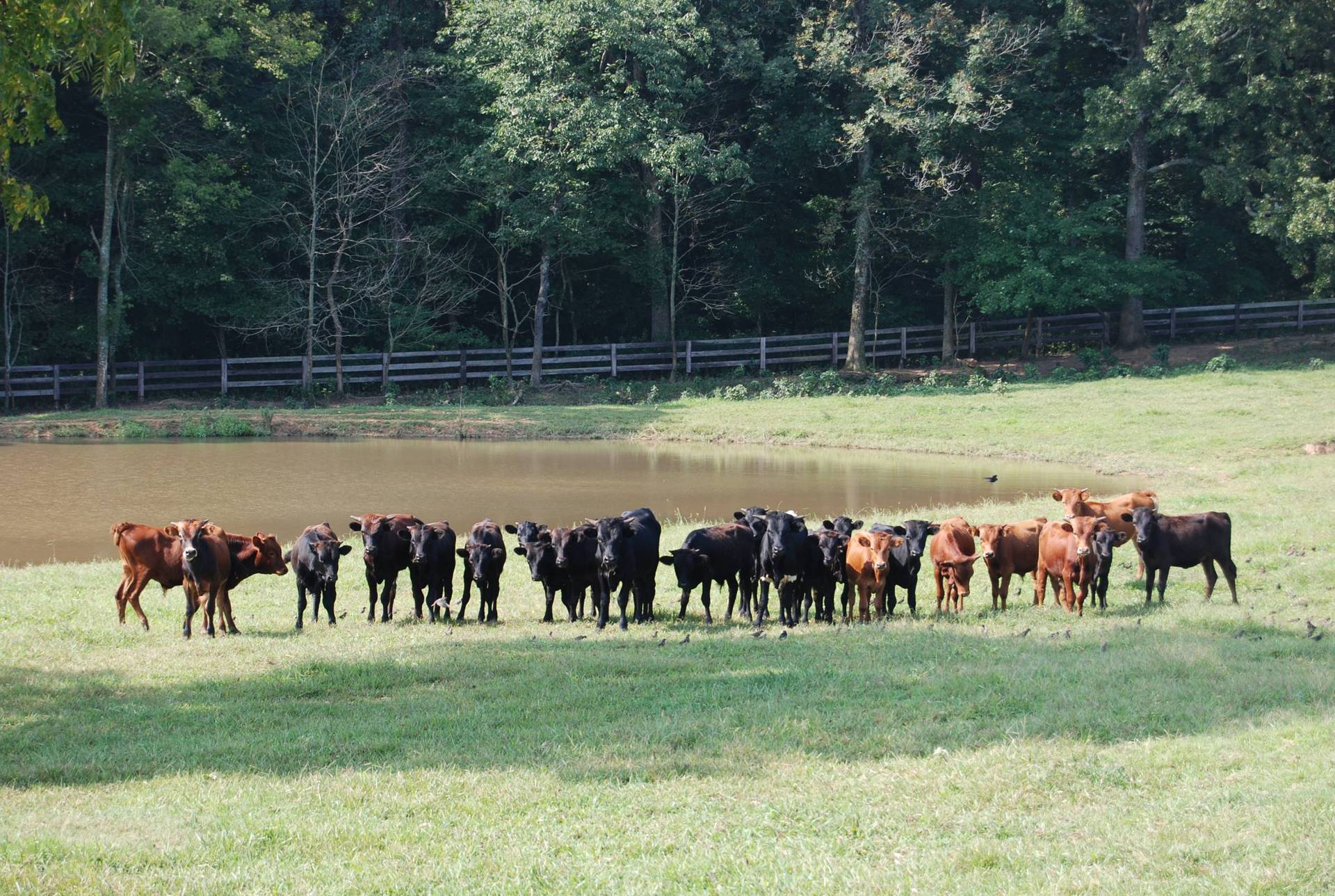 30 - Fresh Corriente Roping Cattle-TN