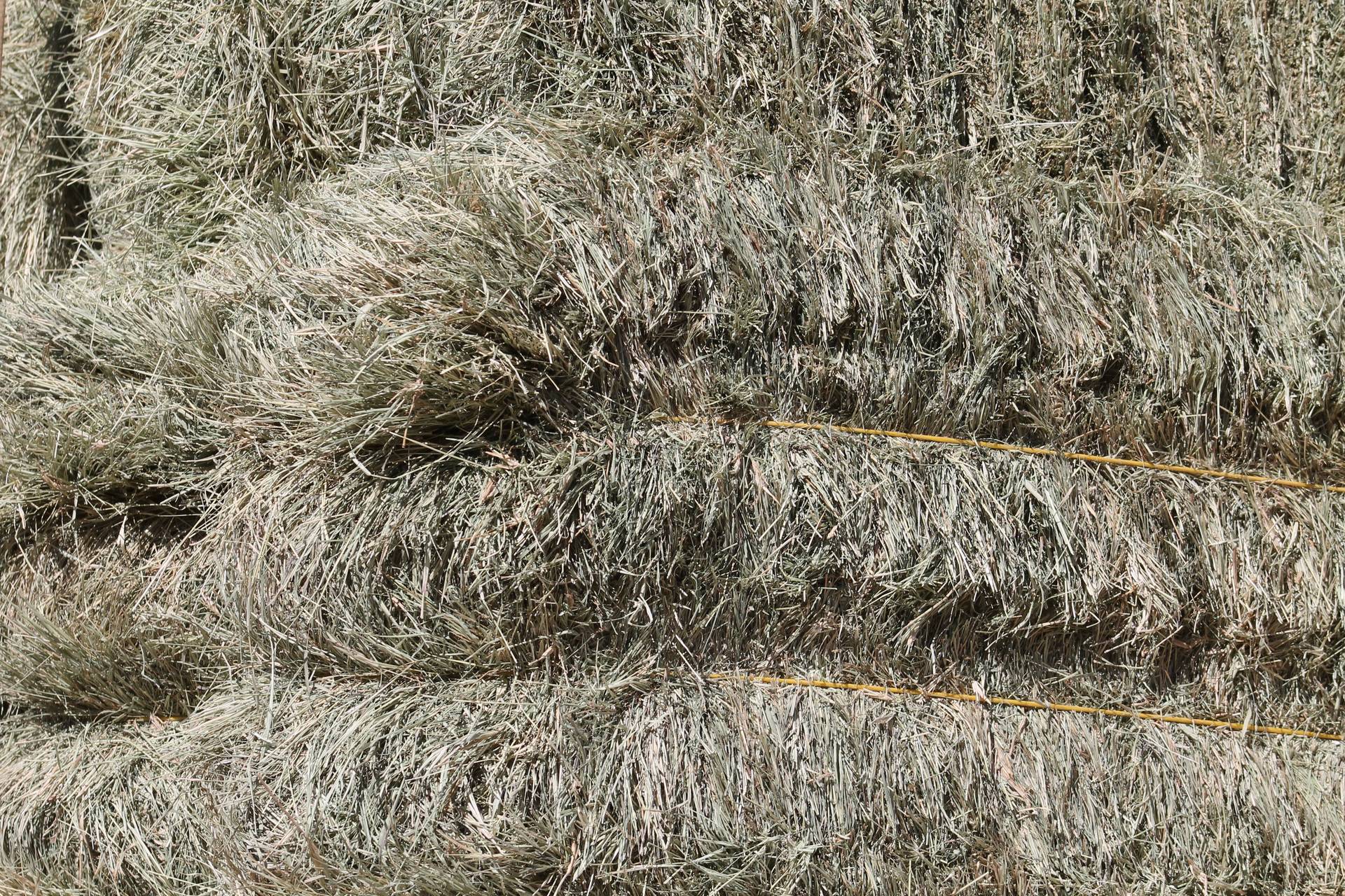 500 BALES - FRESH BALED 2013 BERMUDA HAY - ARIZONA