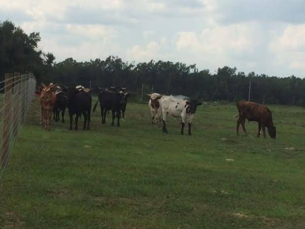 20 Head - Fresh Corriente Roping Steers