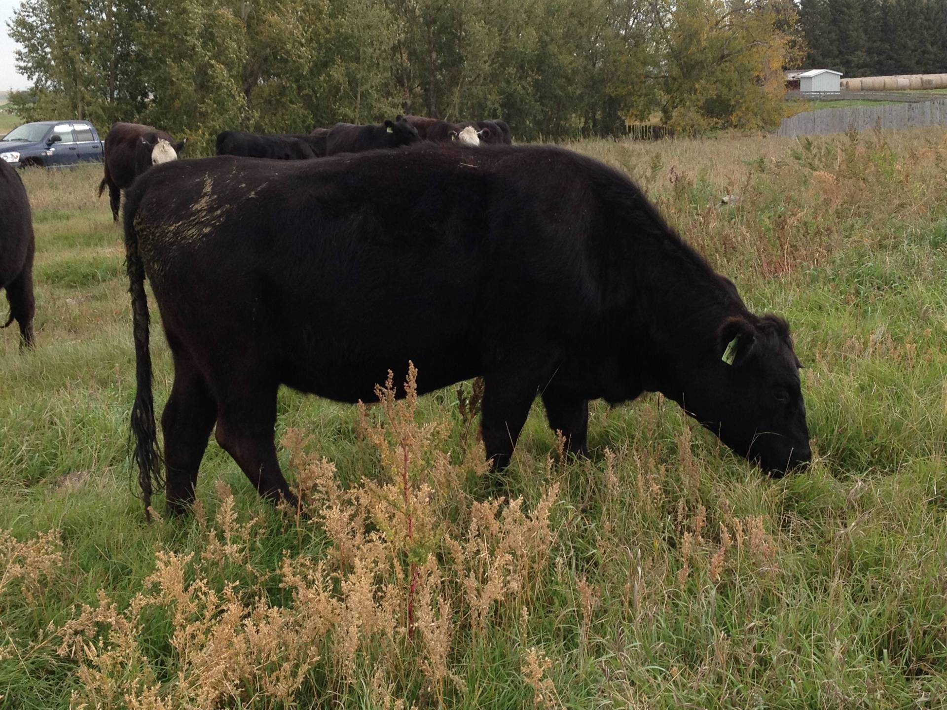 59 - Black Angus Bred Heifers - Colorado