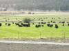 Cattle Ranches for Sale | Cattle Ranch Real Estate Listings | Cattle ...