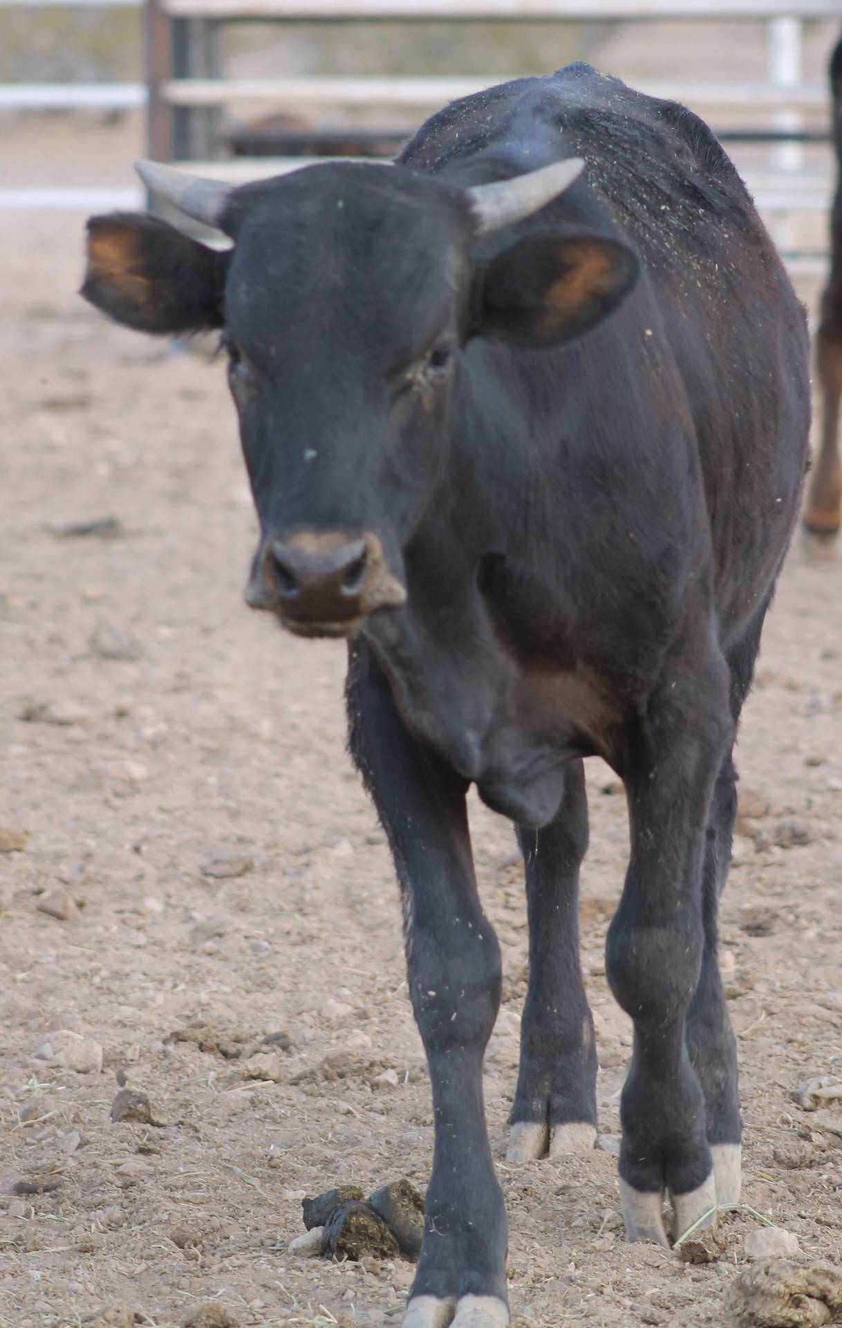12 - Fresh Ready to Rope Steers/Bulls - Arizona